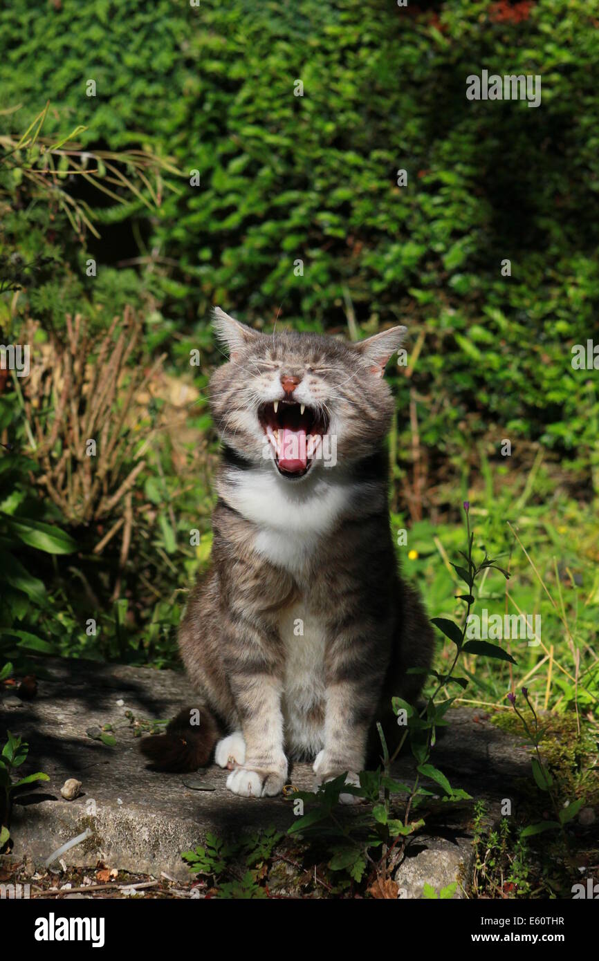 Sing cat hi-res stock photography and images - Alamy