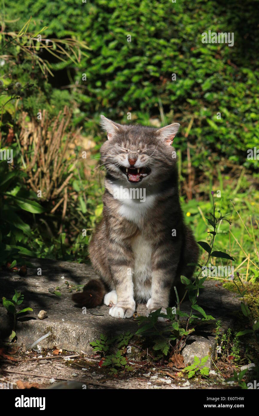 Sing cat hi-res stock photography and images - Alamy