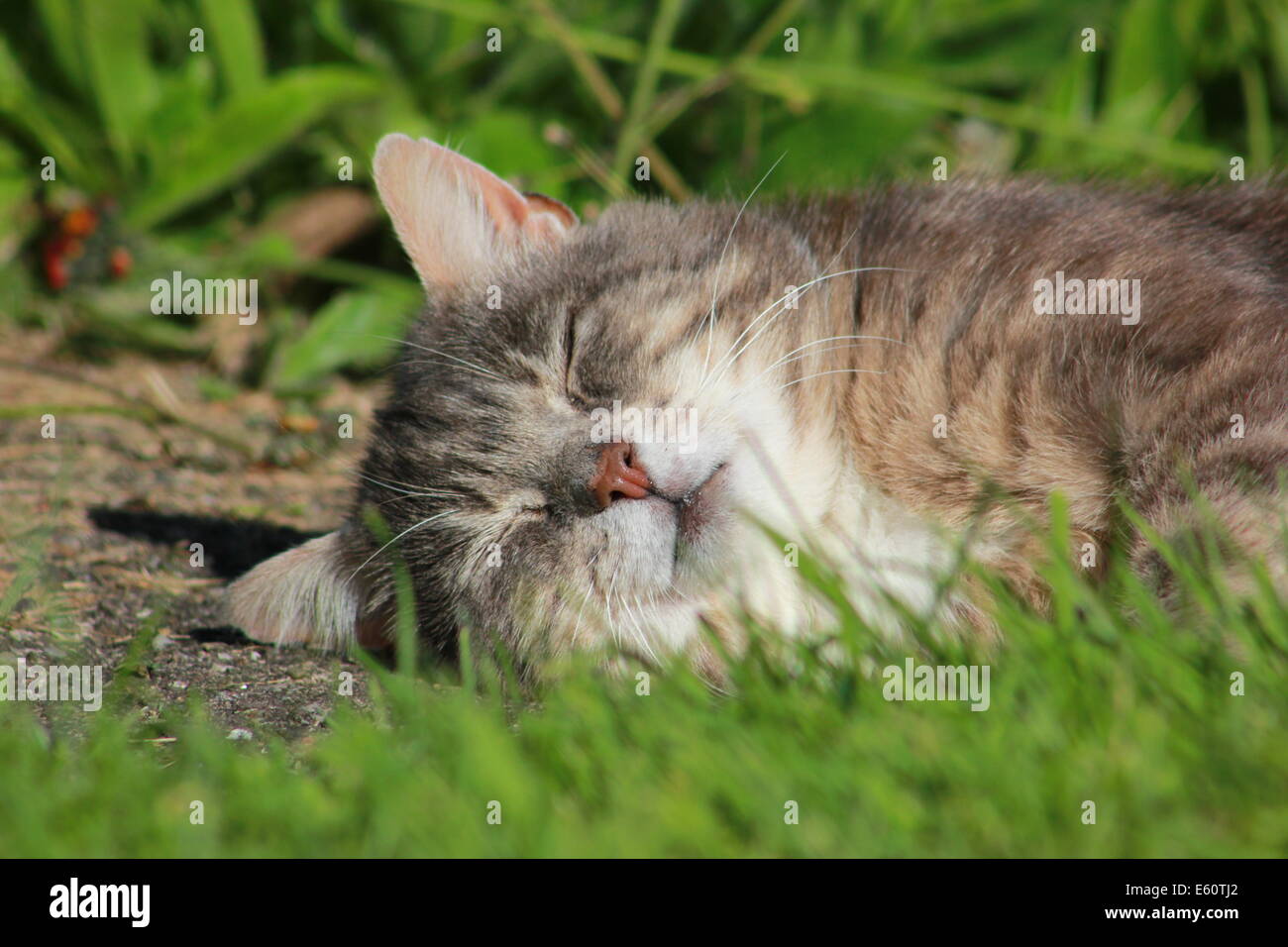 Cat sleeping on patio hi-res stock photography and images - Alamy