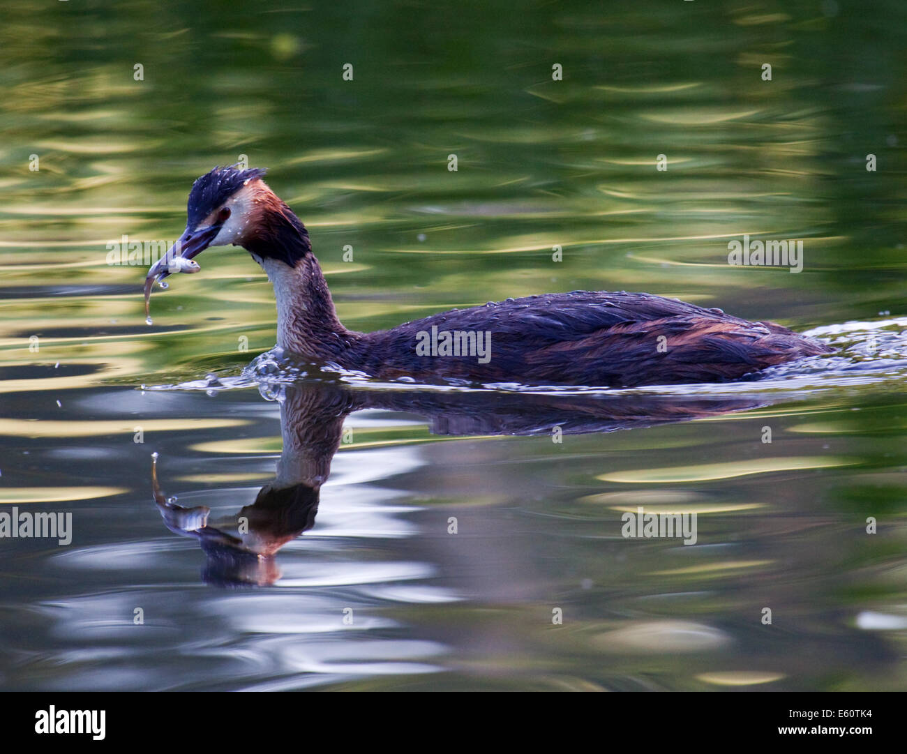 Great Crested Grebe Stock Photo - Alamy