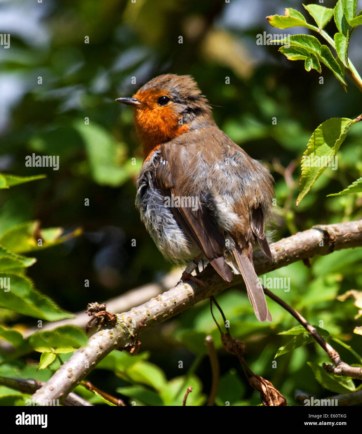 Young Robin basking in the sun Stock Photo - Alamy