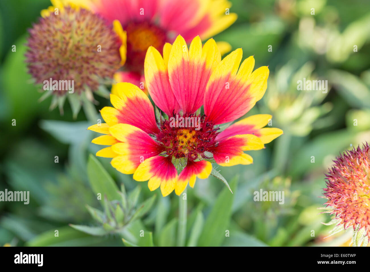 Yellow flowers in the sun, in the garden Stock Photo - Alamy