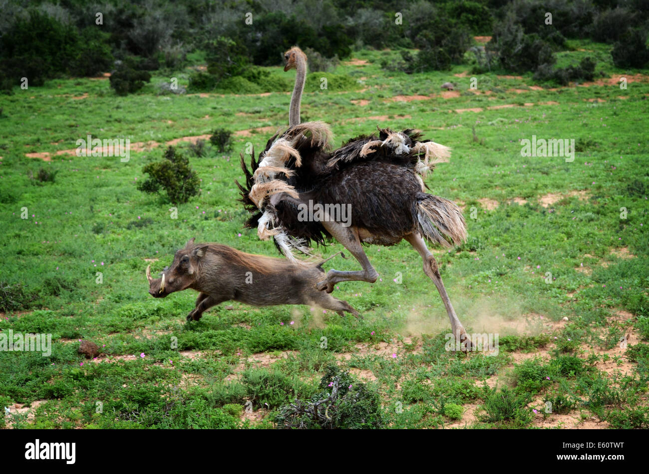 A Ostrich chasing a Warthog at Addo Elephant Park, Port Elizabeth ...