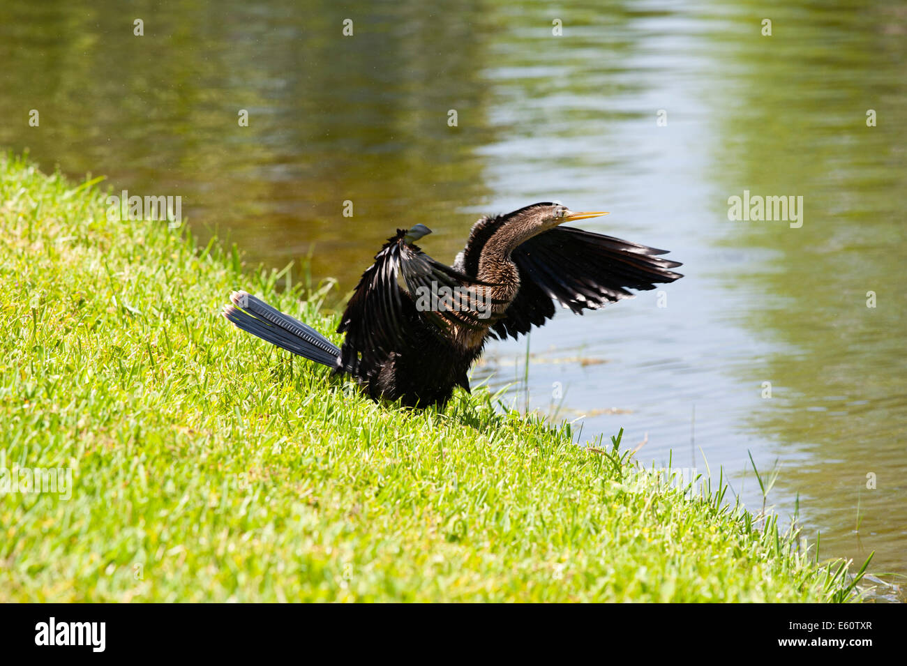 Anhinga Anhinga anhinga spreading its wings after leaving the water ...
