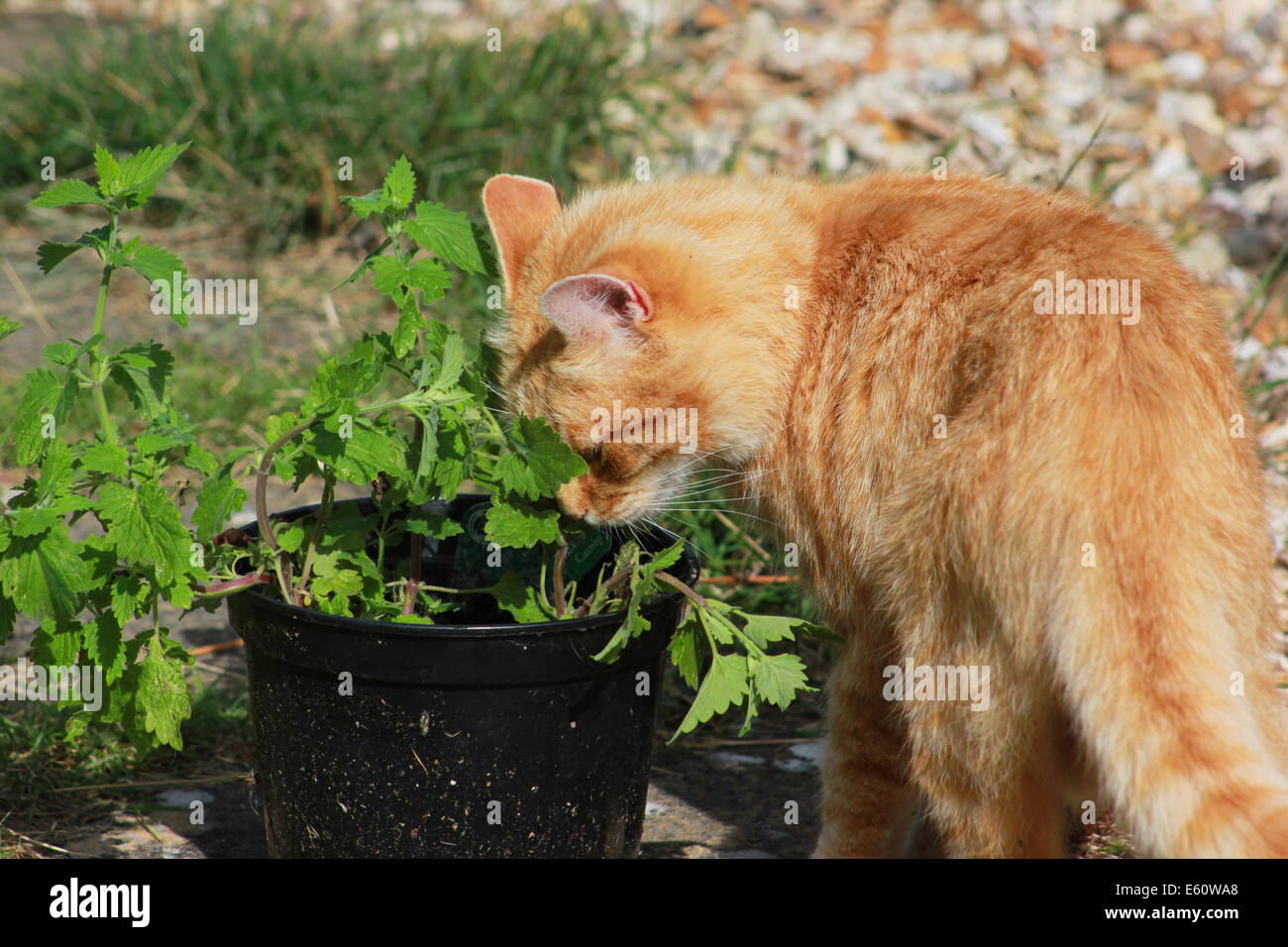 Catnip plant hi-res stock photography and images - Alamy