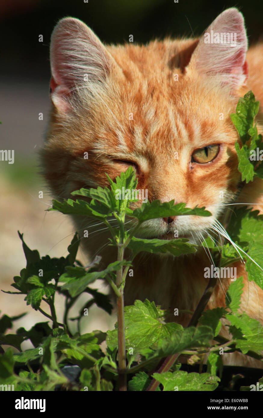 Ginger cat smelling catnip plant Stock Photo - Alamy