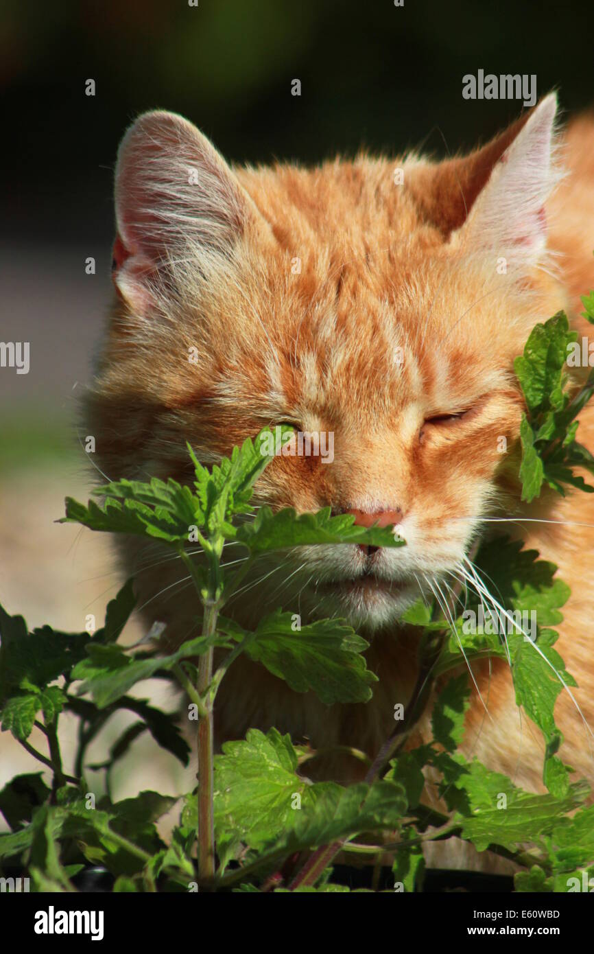 Ginger cat smelling catnip plant Stock Photo - Alamy