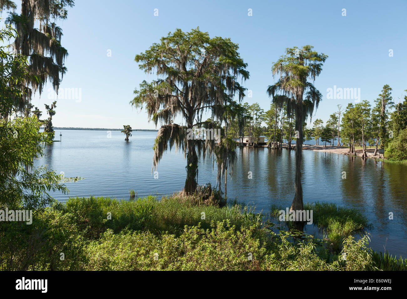 A Cypress Lake Cove in Lake county Central Florida Stock Photo - Alamy