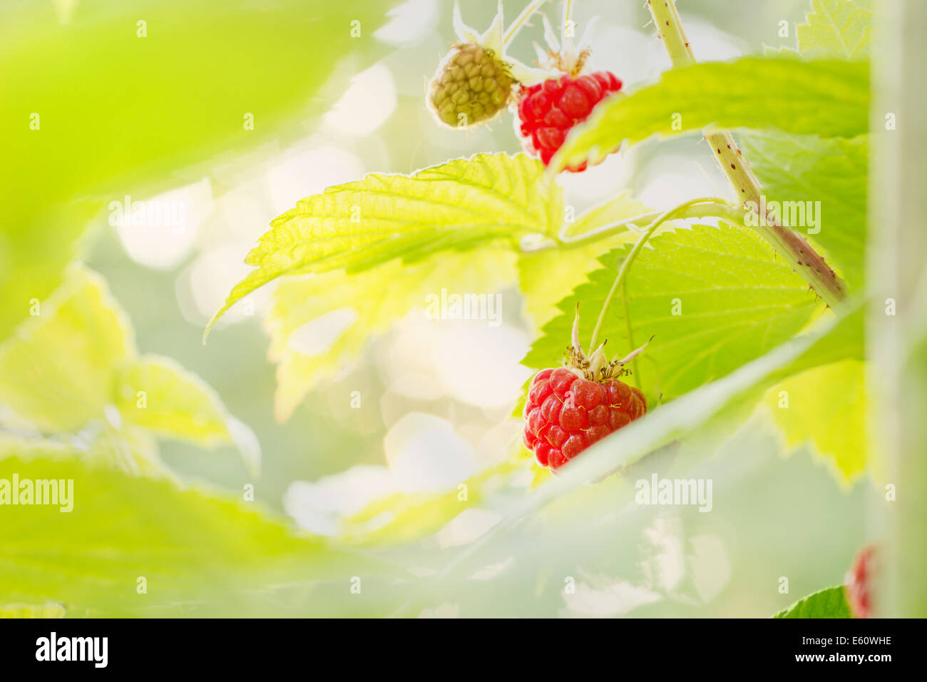 Raspberry sweet sunshine hi-res stock photography and images - Alamy