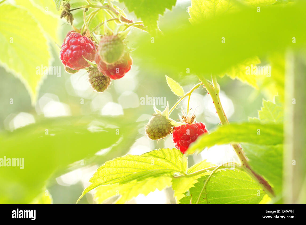 Sweet Organic Raspberries on the Bush in the Evening Sun Stock Photo ...
