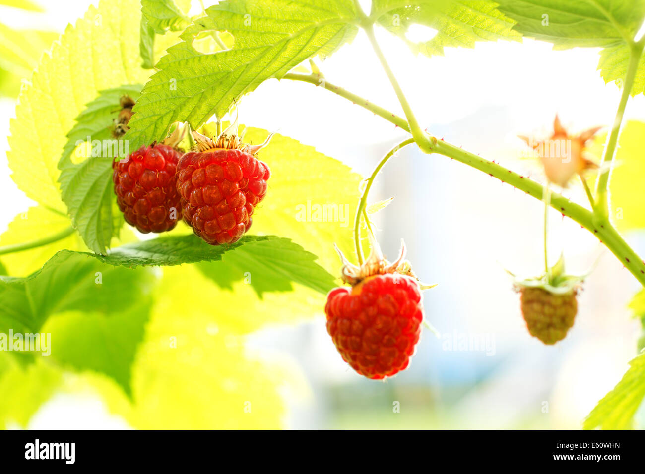 Sweet Organic Raspberries on the Bush in the Evening Sun Stock Photo ...