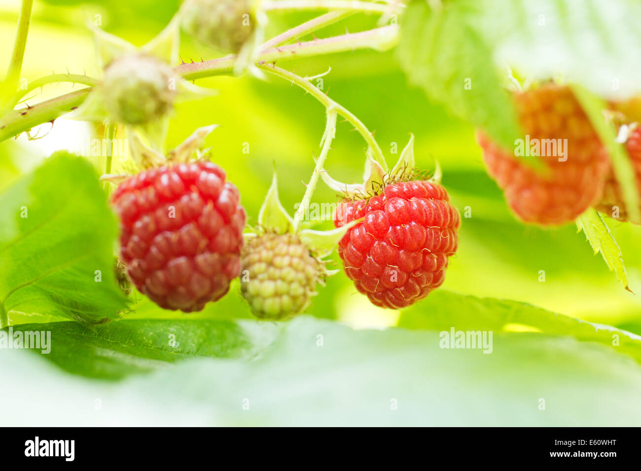Raspberry sweet sunshine hi-res stock photography and images - Alamy