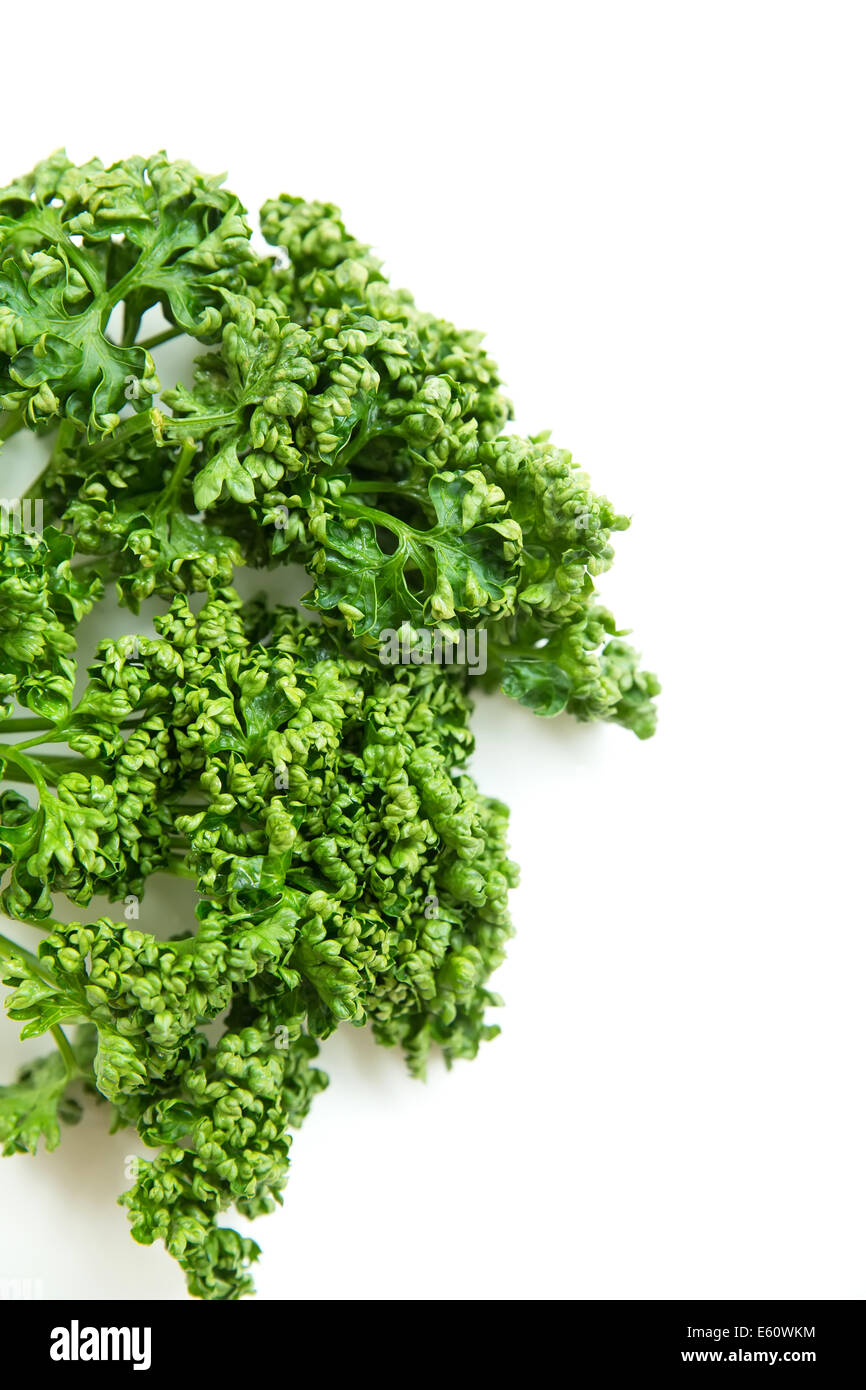 Curled Parsley on a white background Stock Photo - Alamy
