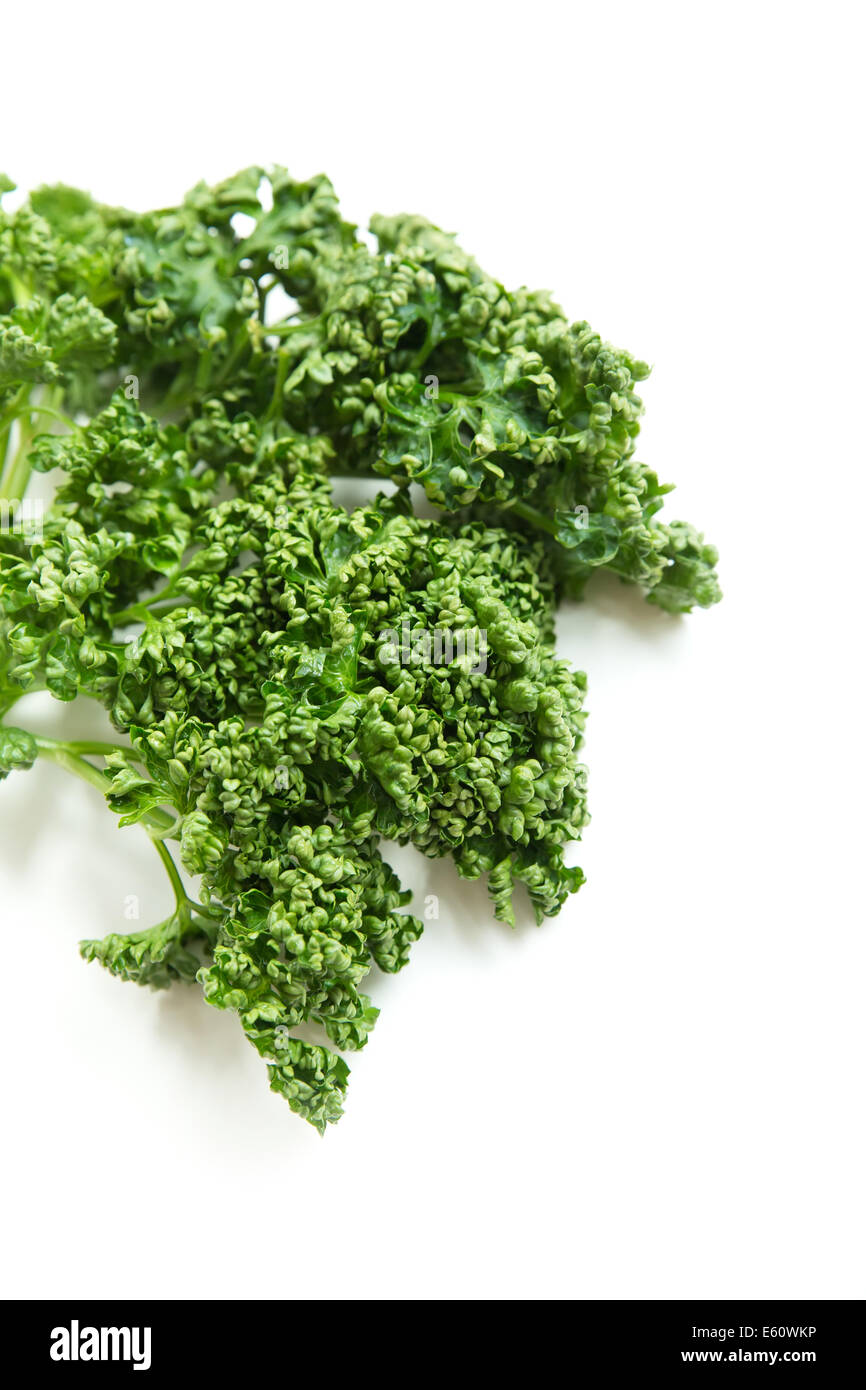 Curled Parsley on a white background Stock Photo - Alamy