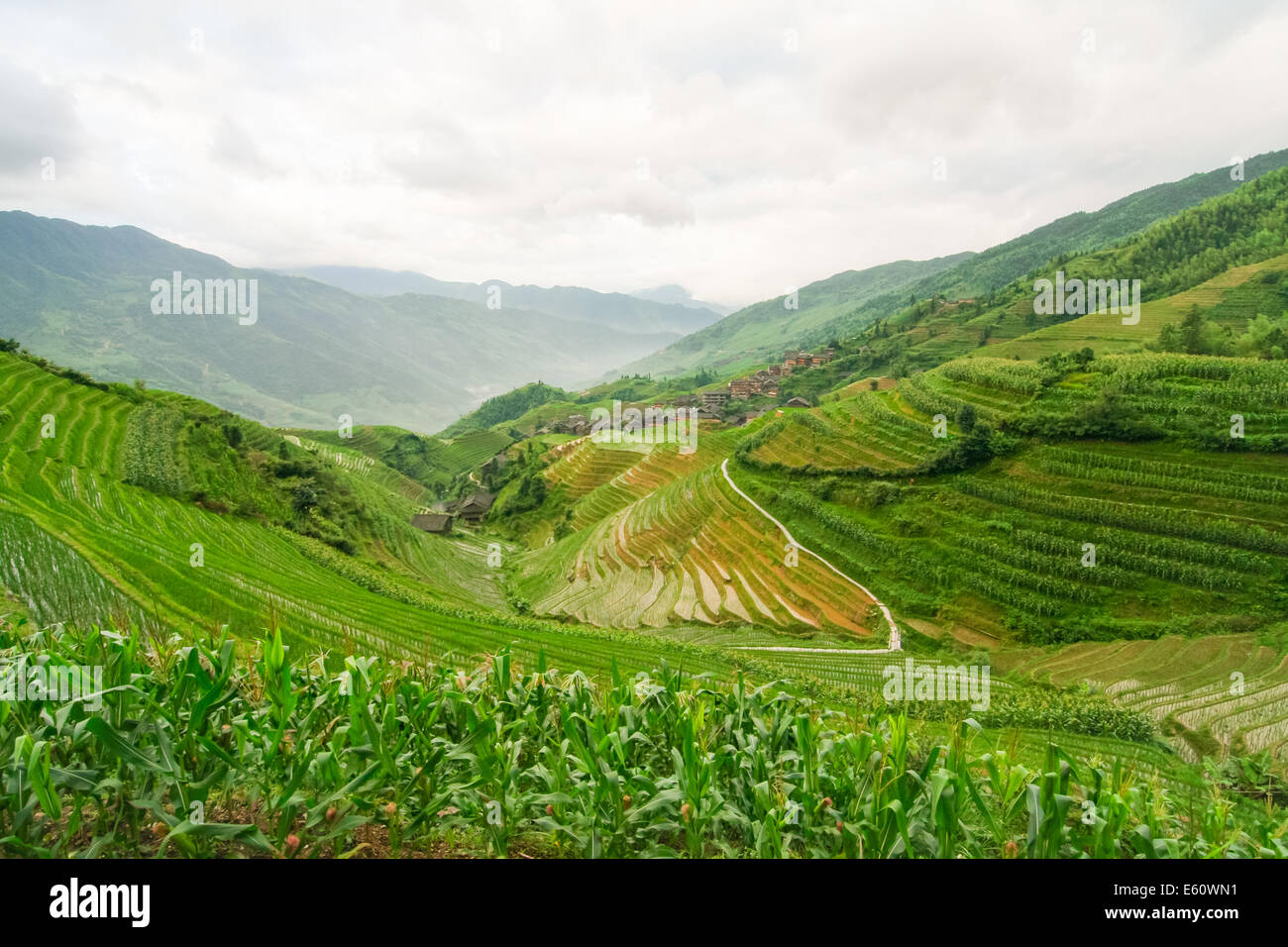 Chinese rice fields Stock Photo - Alamy
