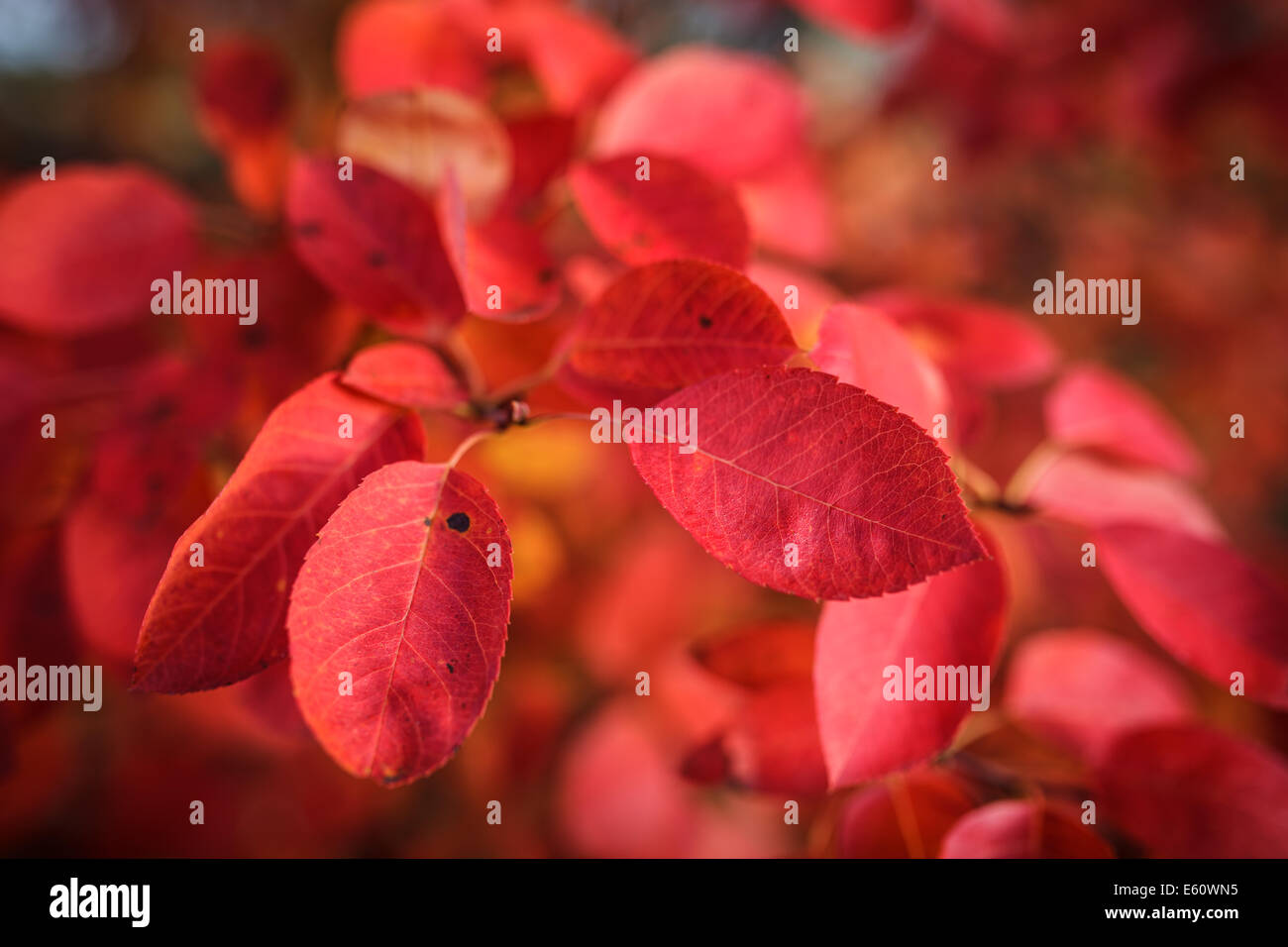 Red leaves of autumn Stock Photo - Alamy