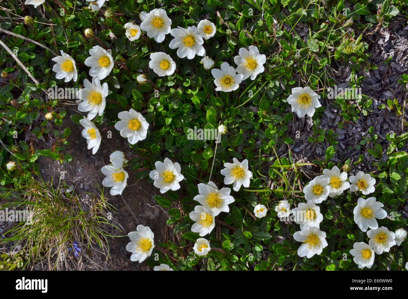 Alpine plants are not limited to higher elevations. However, high ...
