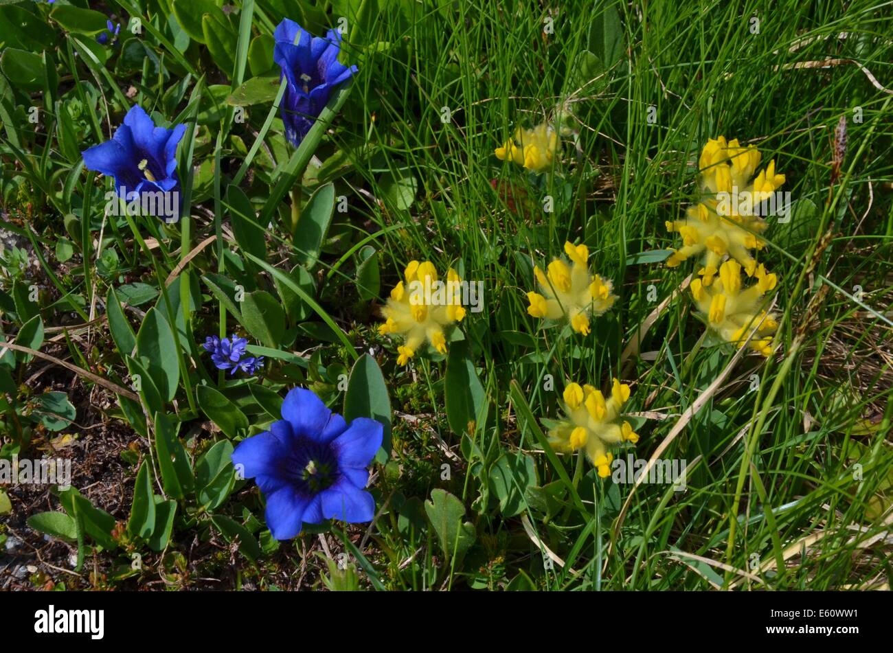 Alpine plants are not limited to higher elevations. However, high ...