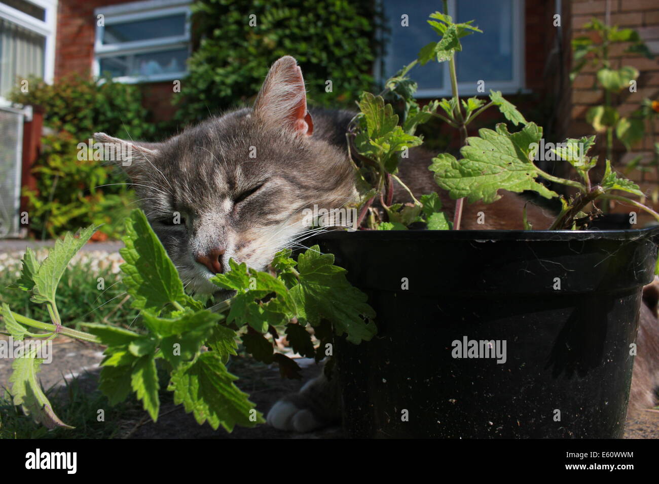 Tabby cat smelling catnip plant Stock Photo - Alamy