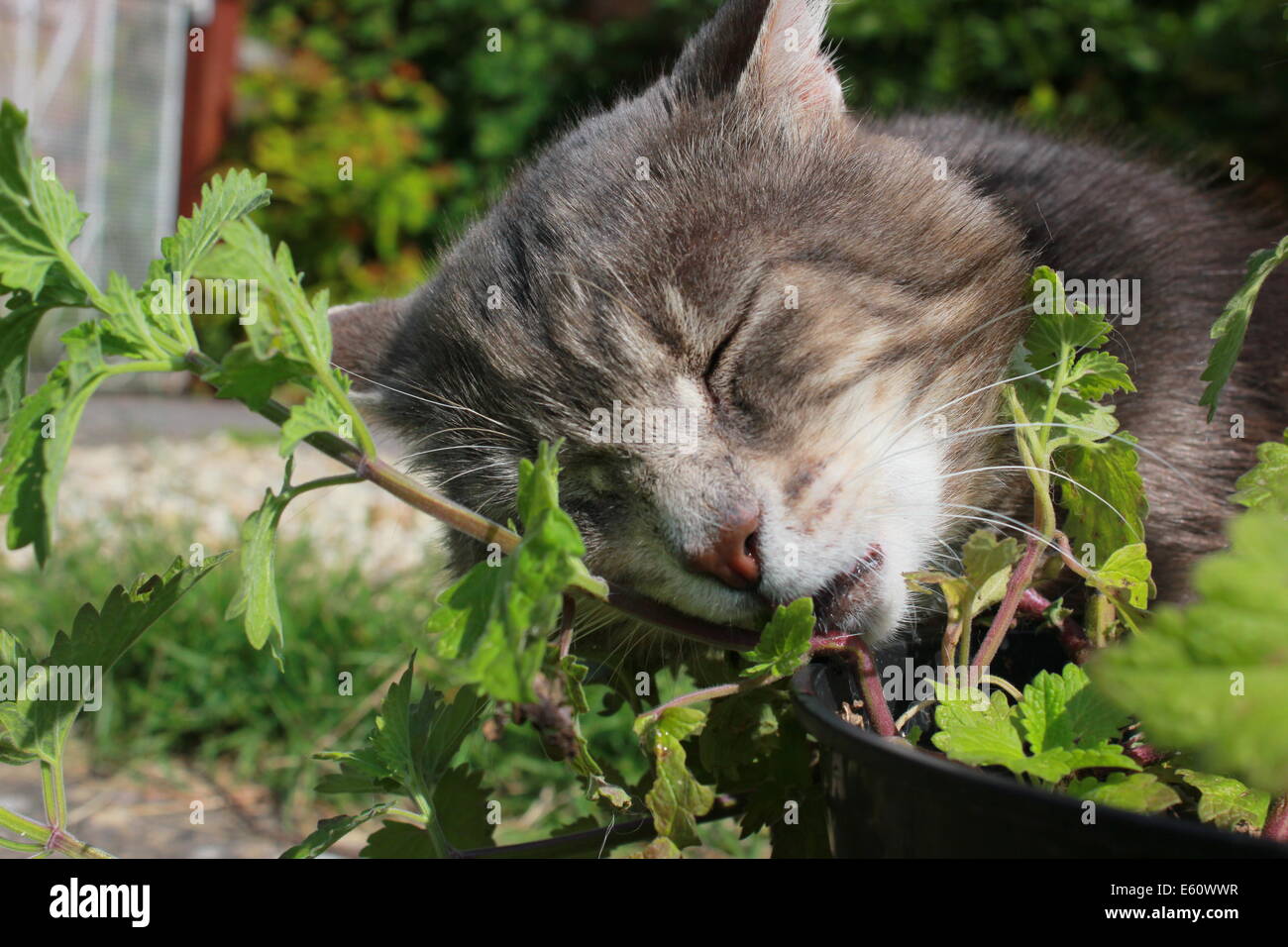 Tabby cat rubbing catnip plant Stock Photo - Alamy