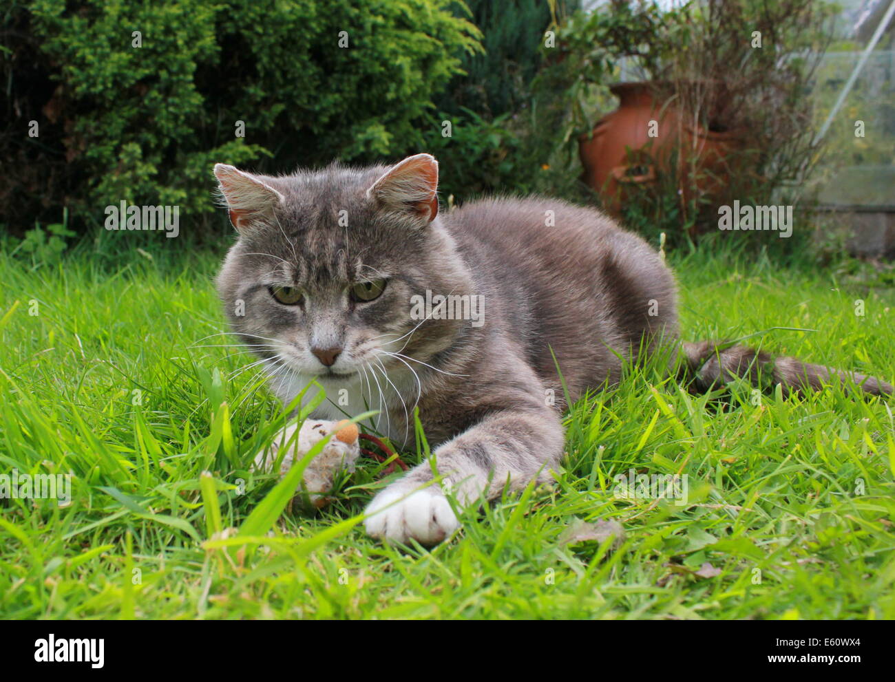 Tabby cat playing with toy mouse Stock Photo - Alamy