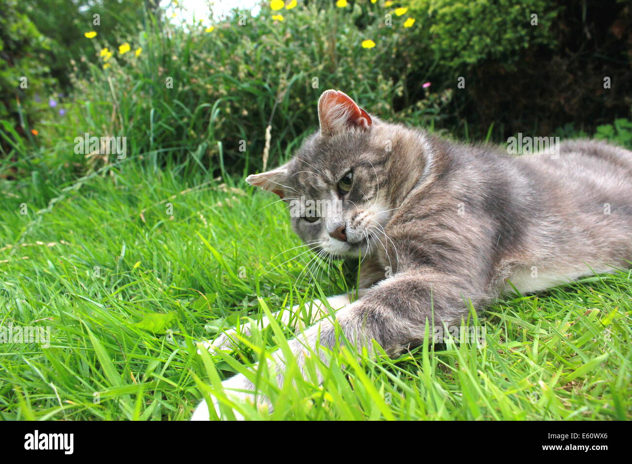 Tabby cat playing with toy mouse Stock Photo - Alamy