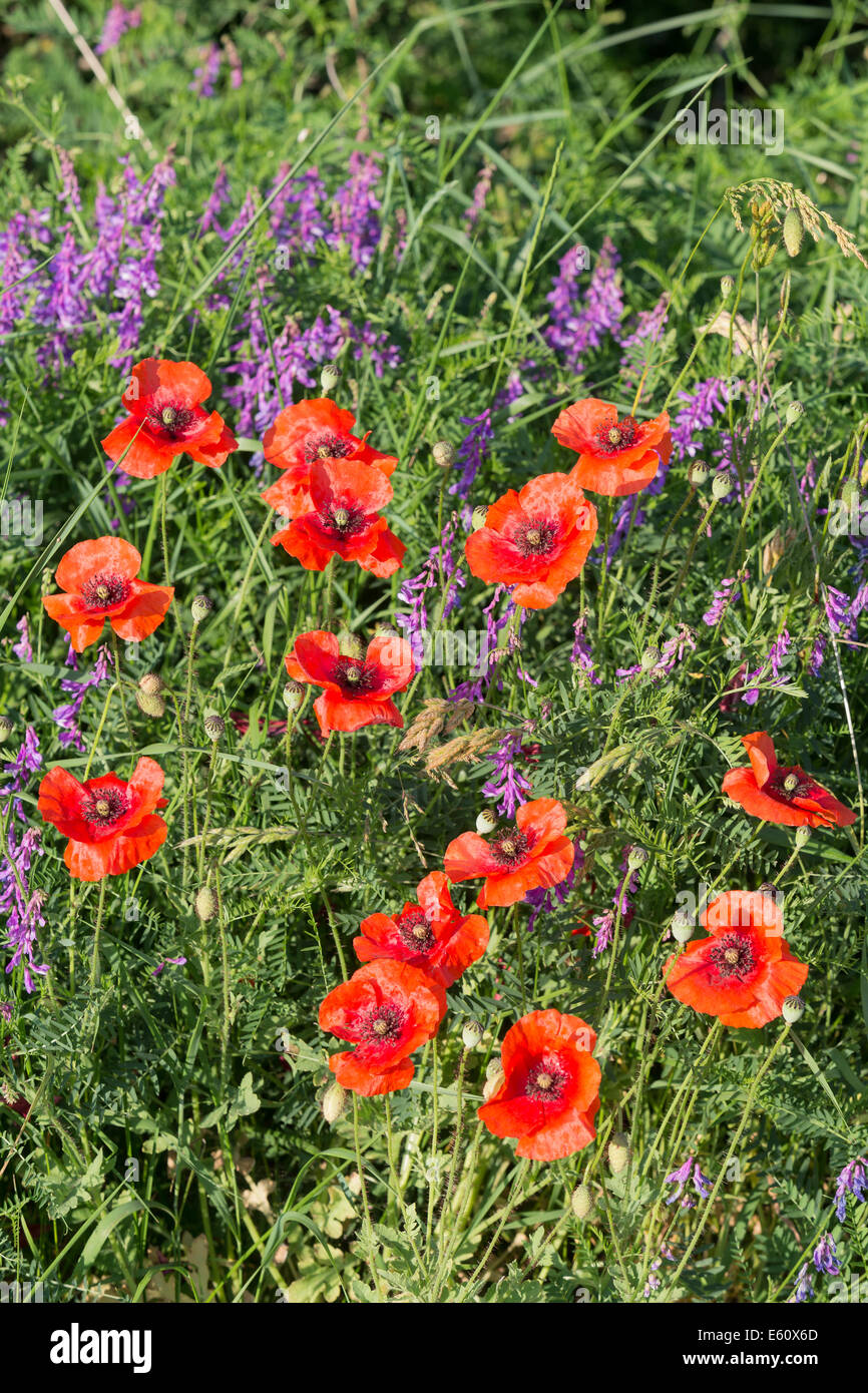 Poppy flowers (Papaver rhoeas) appear in a wild flower border in a ...