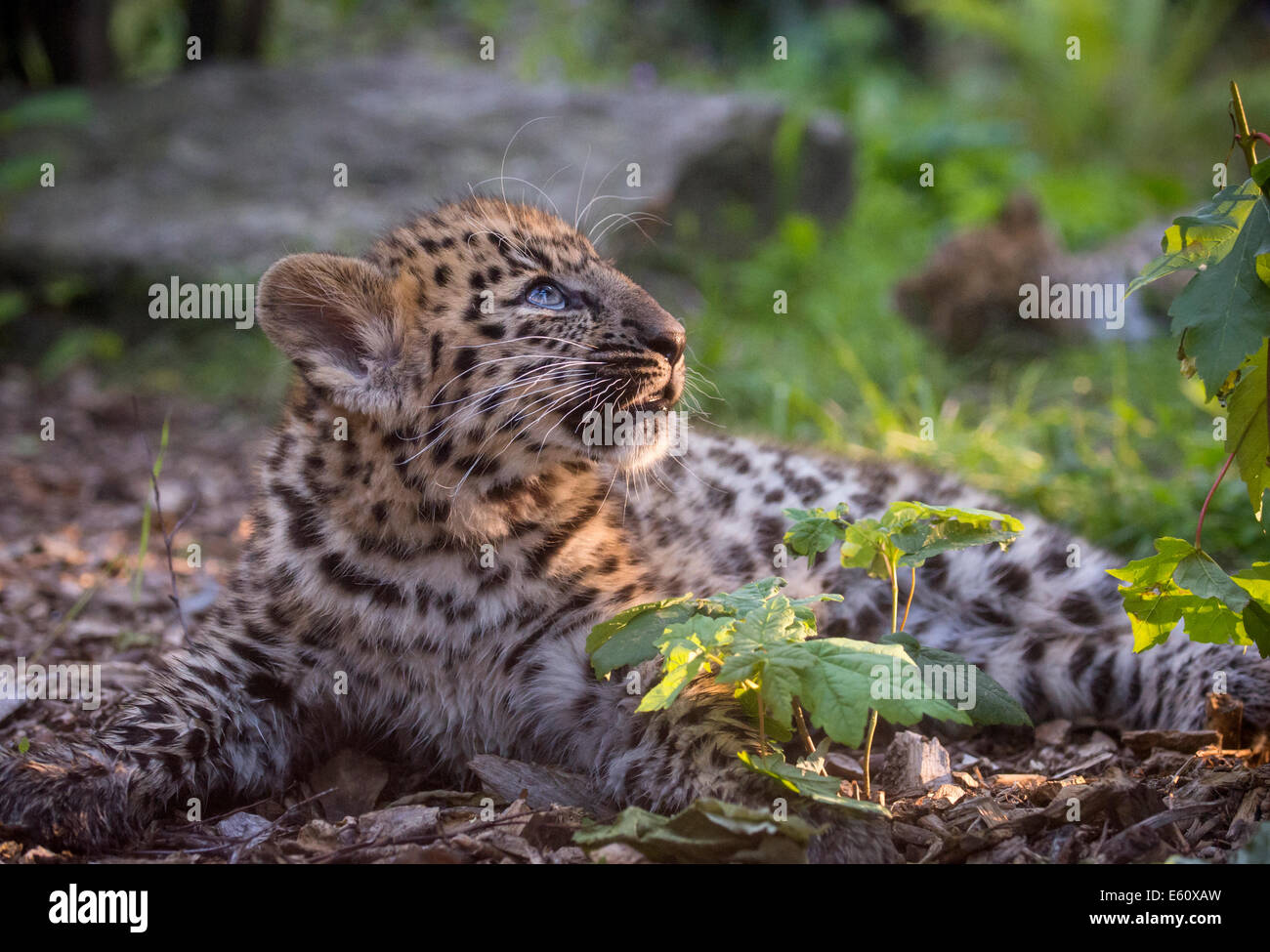 Female Amur leopard cub in sunlight, looking up Stock Photo - Alamy