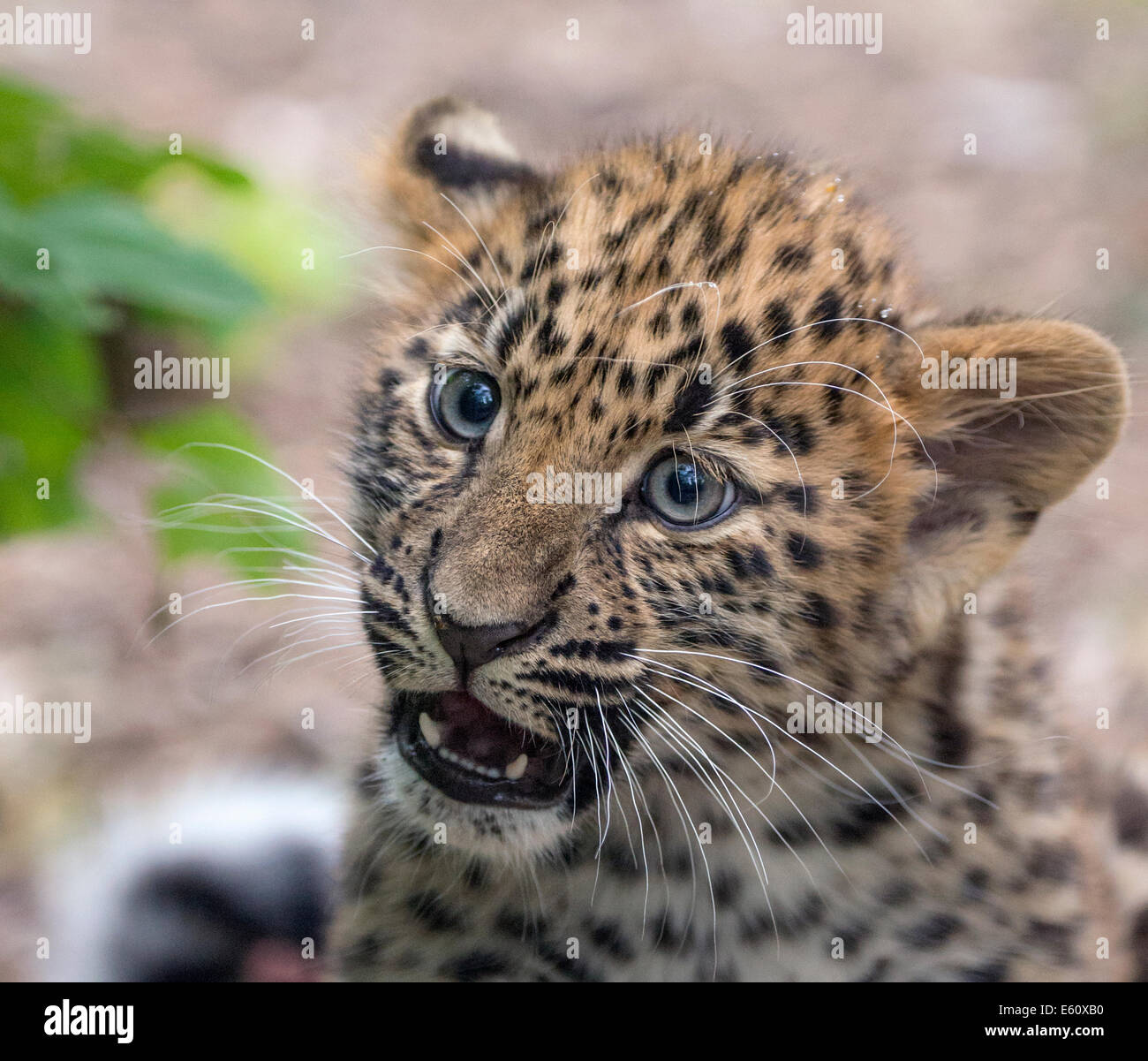 Male Amur leopard cub (face shot Stock Photo - Alamy