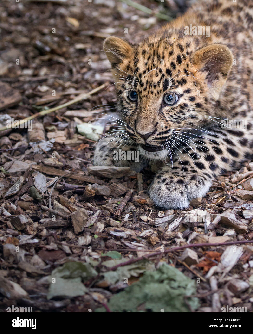 Male Amur leopard cub ready to pounce Stock Photo - Alamy