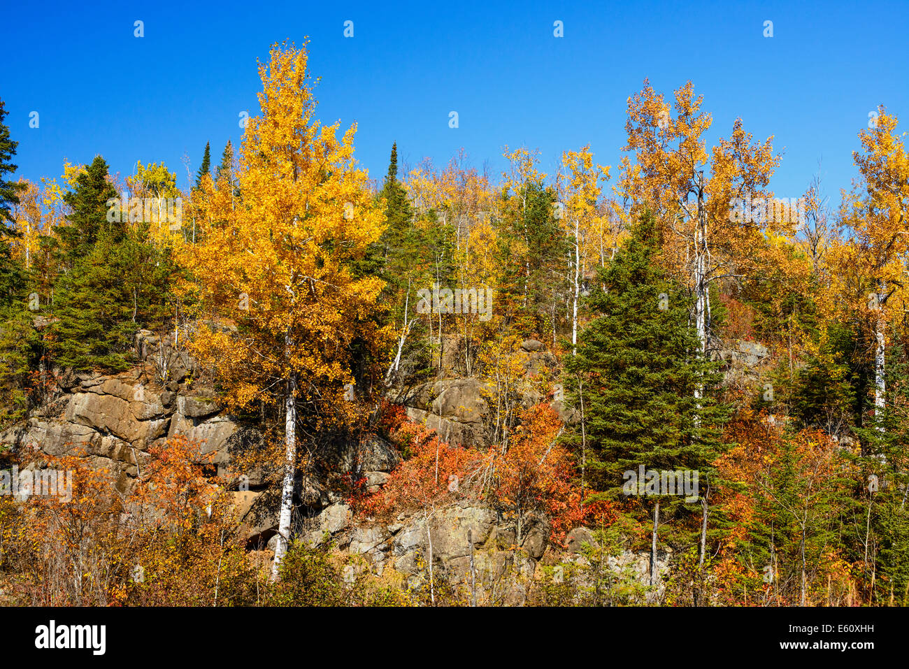 Colorful fall foliage in northern Minnesota Stock Photo - Alamy
