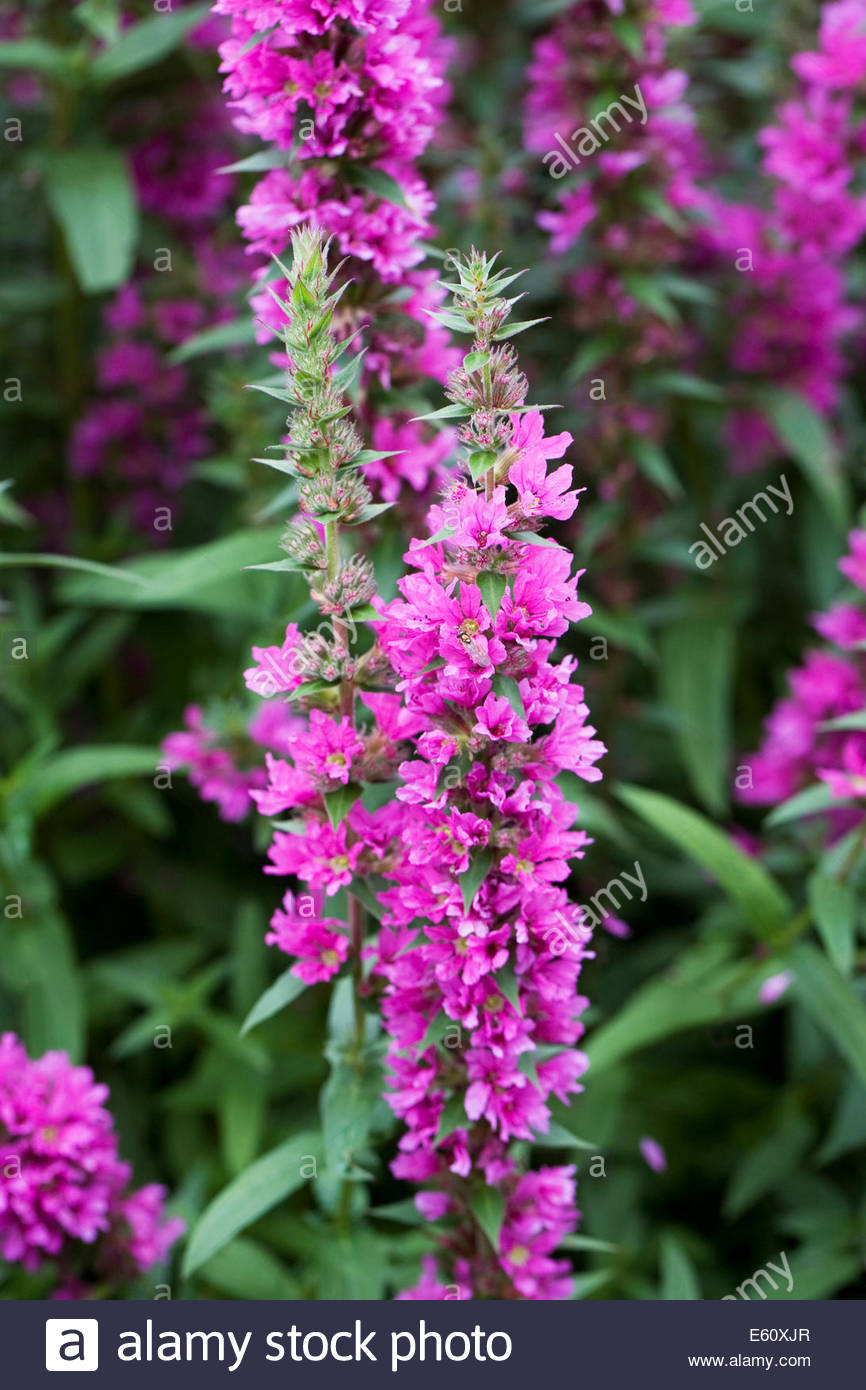 Lythrum Virgatum Stock Photos & Lythrum Virgatum Stock Images - Alamy