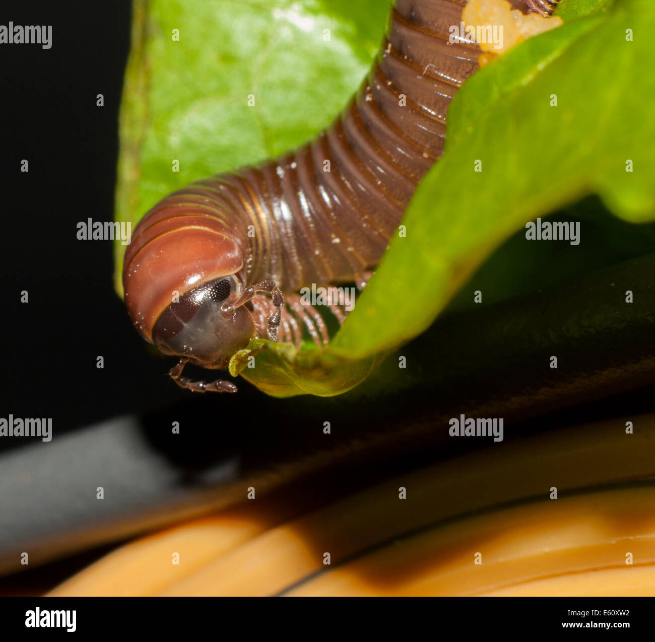Millipede eating hi-res stock photography and images - Alamy