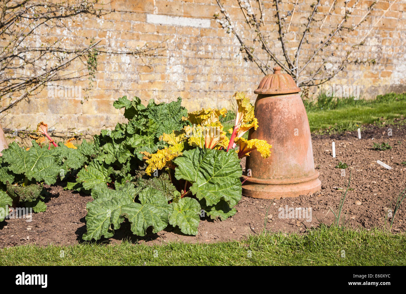 Rhubarb forcer pot hi-res stock photography and images - Alamy