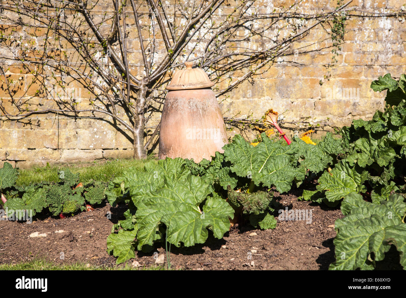 Healthy rhubarb and terracotta earthenware rhubarb forcing pot Stock ...