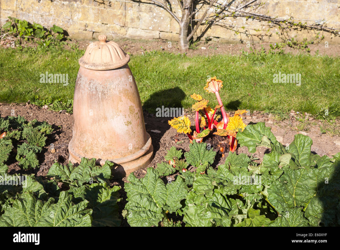 Rhubarb forcer pot hi-res stock photography and images - Alamy