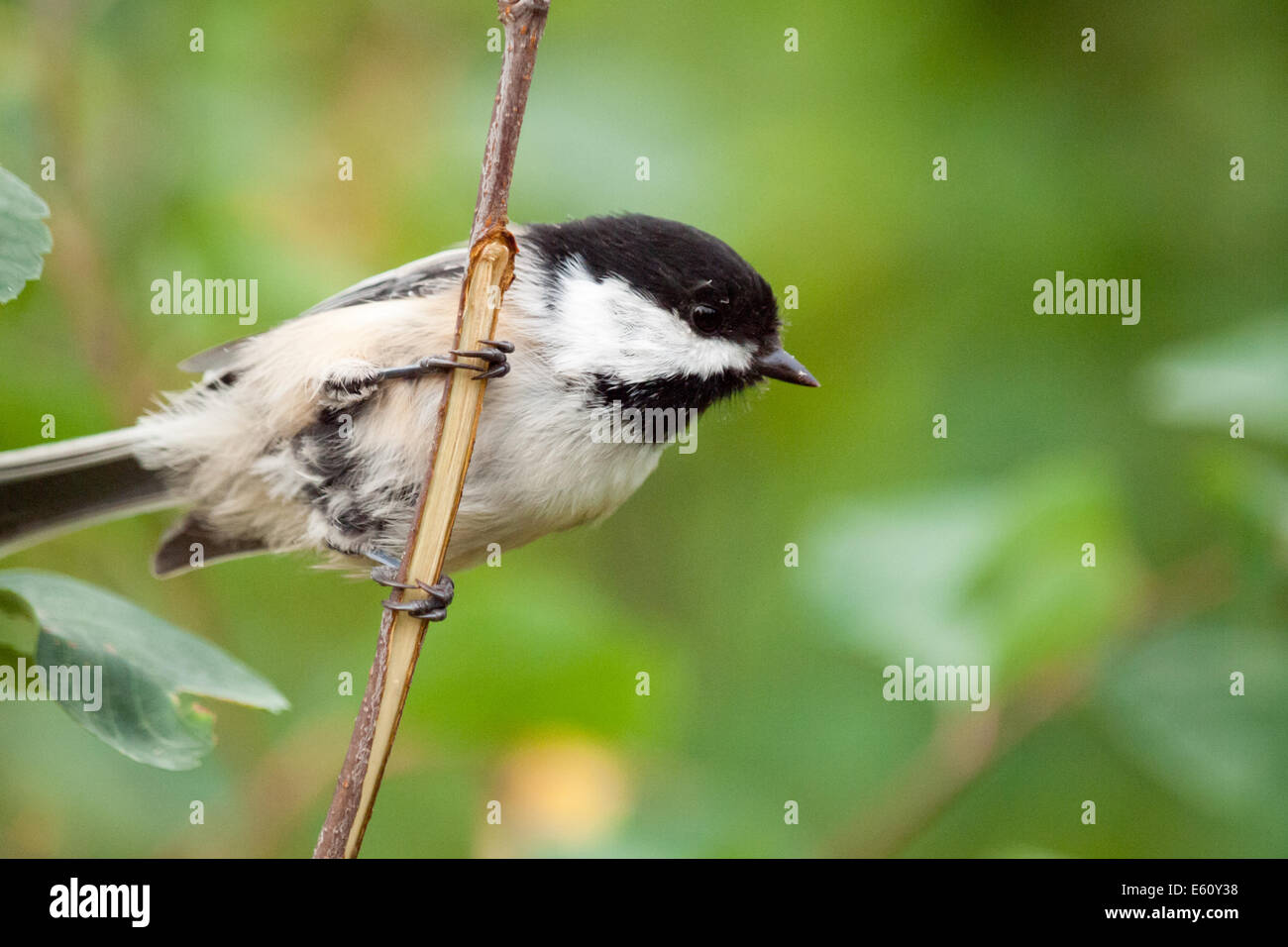 Black capped chickadee summer plumage hi-res stock photography and ...