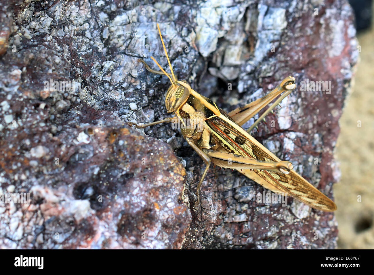 Flying grasshopper hi-res stock photography and images - Alamy