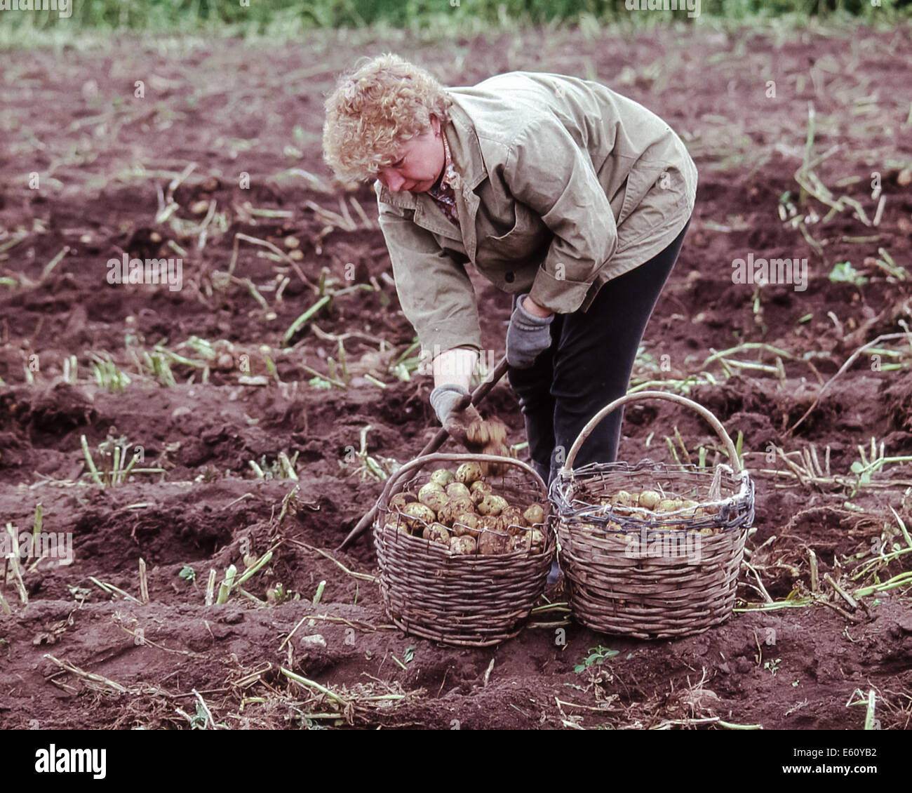 Estonia. 2nd Sep, 1990. An Estonian farm woman harvesting her potato ...