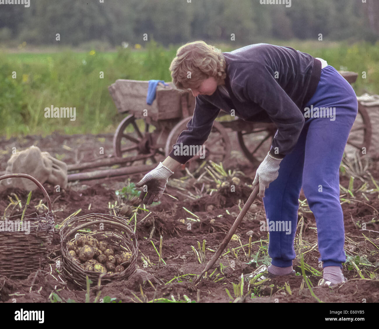 Estonia. 2nd Sep, 1990. An Estonian farm woman harvesting her potato ...