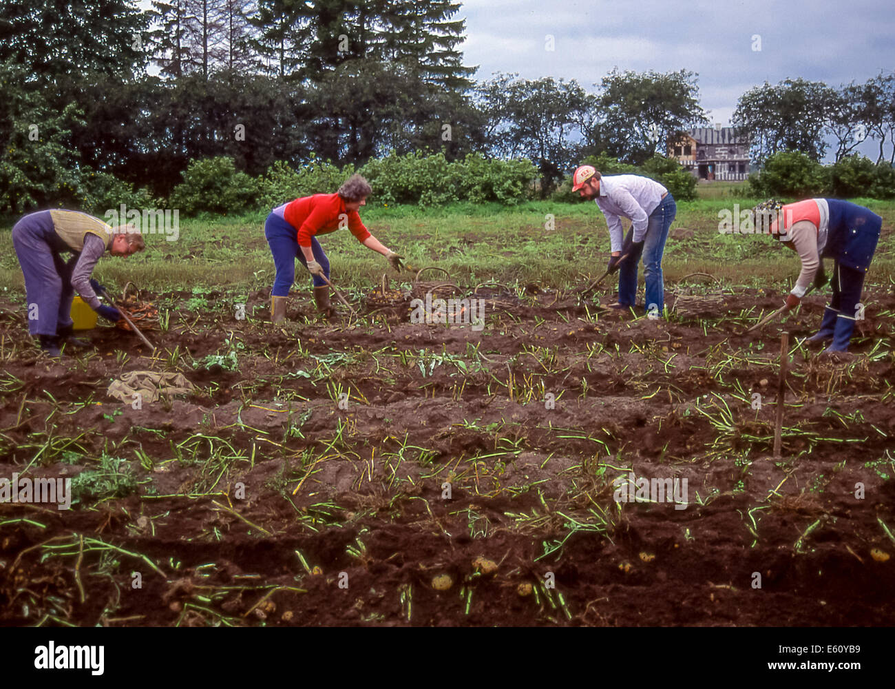 Estonia. 2nd Sep, 1990. A Estonian farm family harvest their potato ...