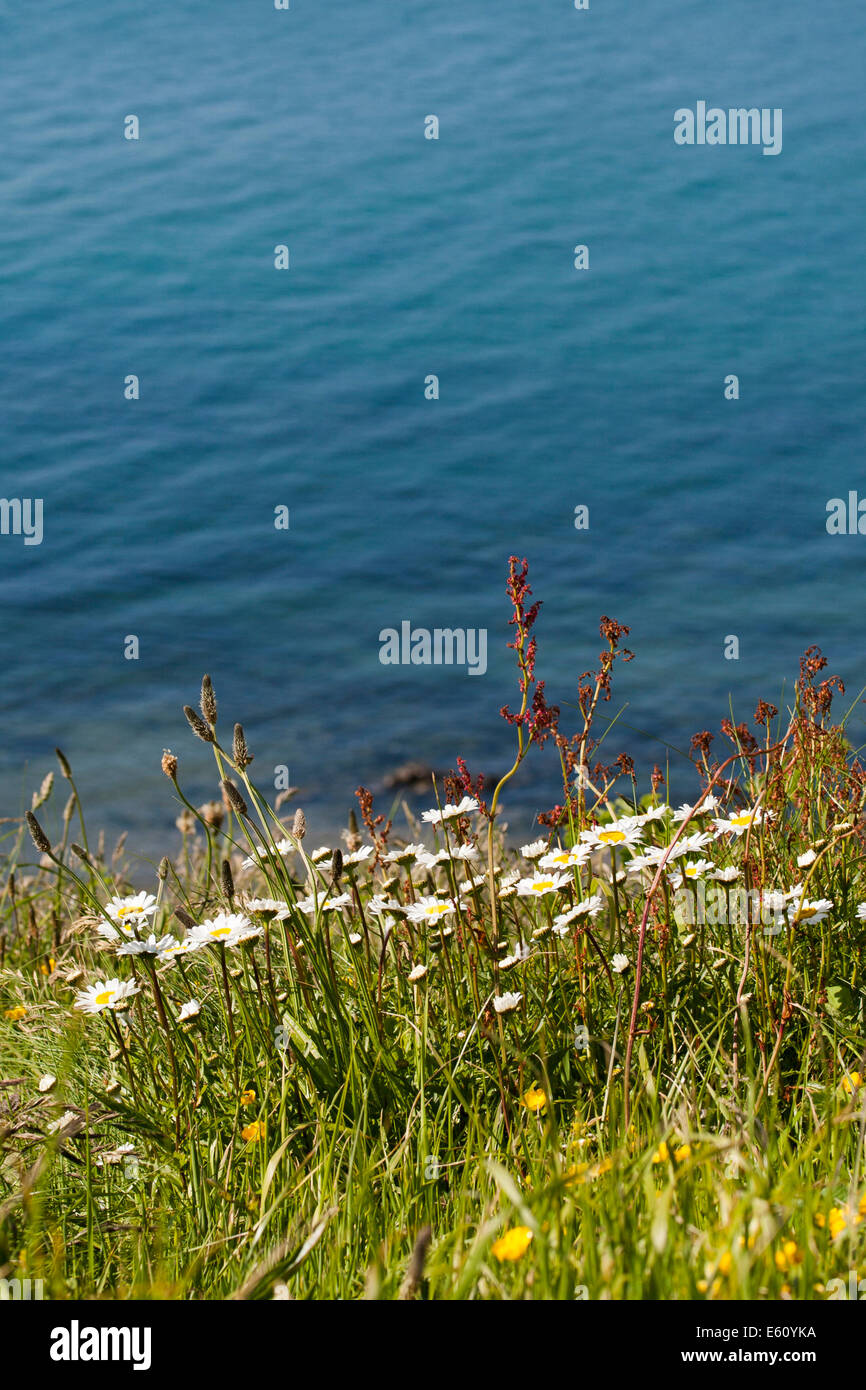 a cliff top view overlooking hartland bay in the summer with a focal ...