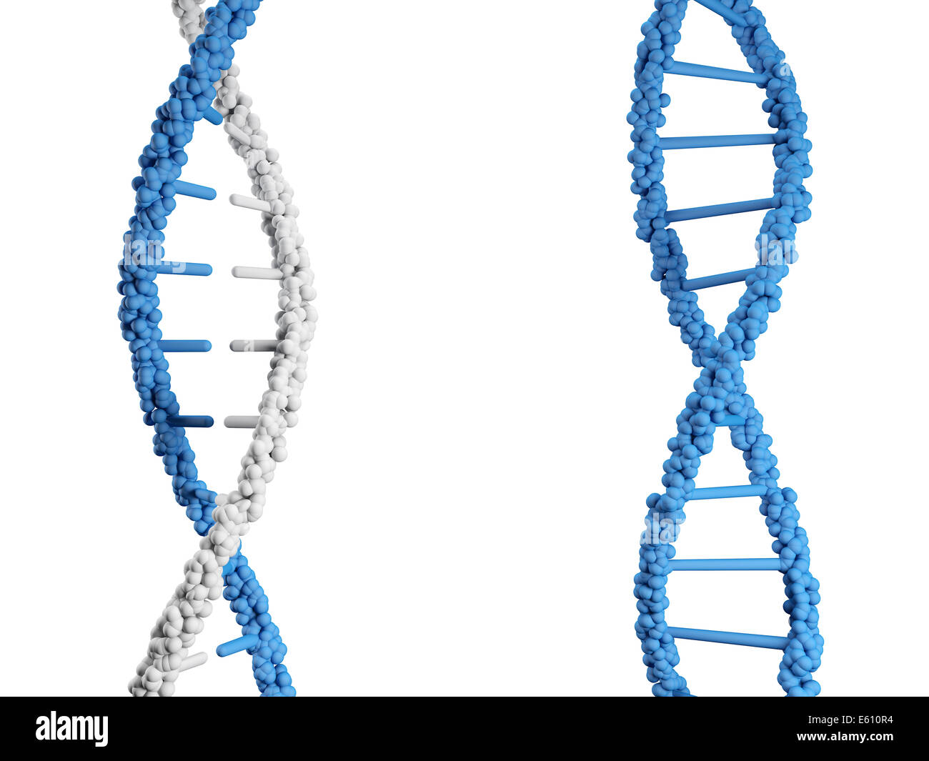 Merger of two strands of DNA with white background Stock Photo - Alamy