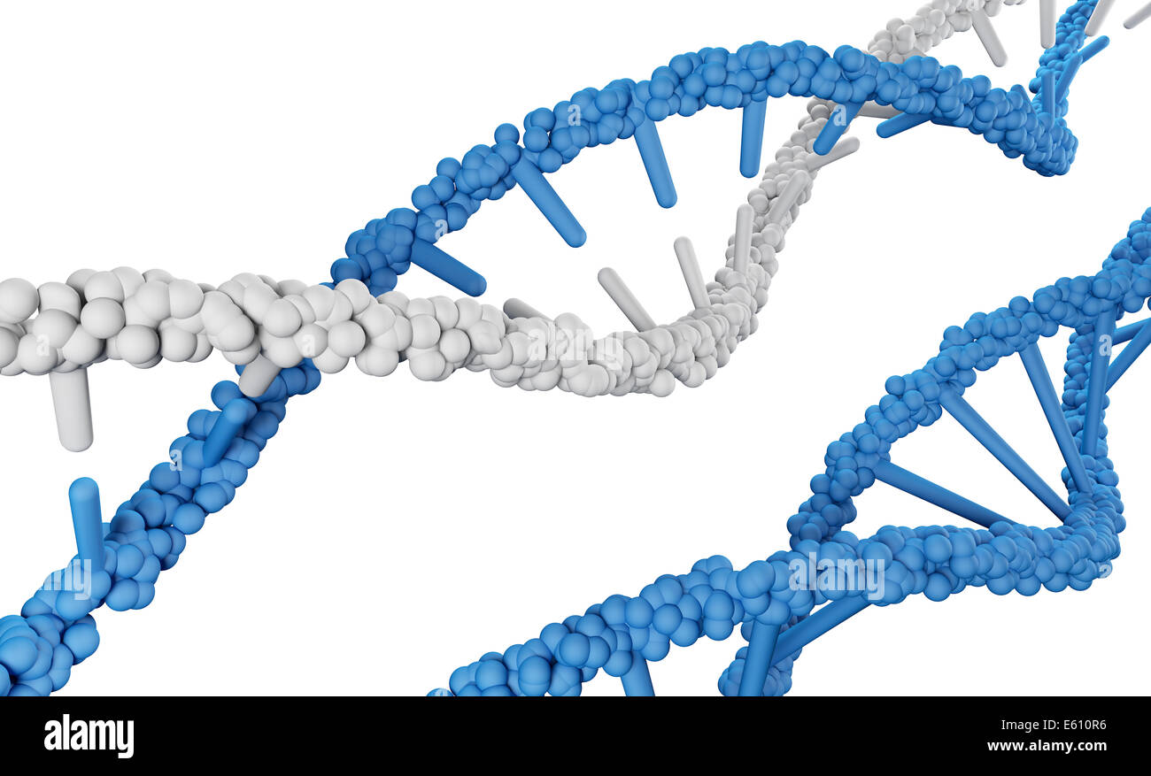 Merger of two strands of DNA with white background Stock Photo - Alamy