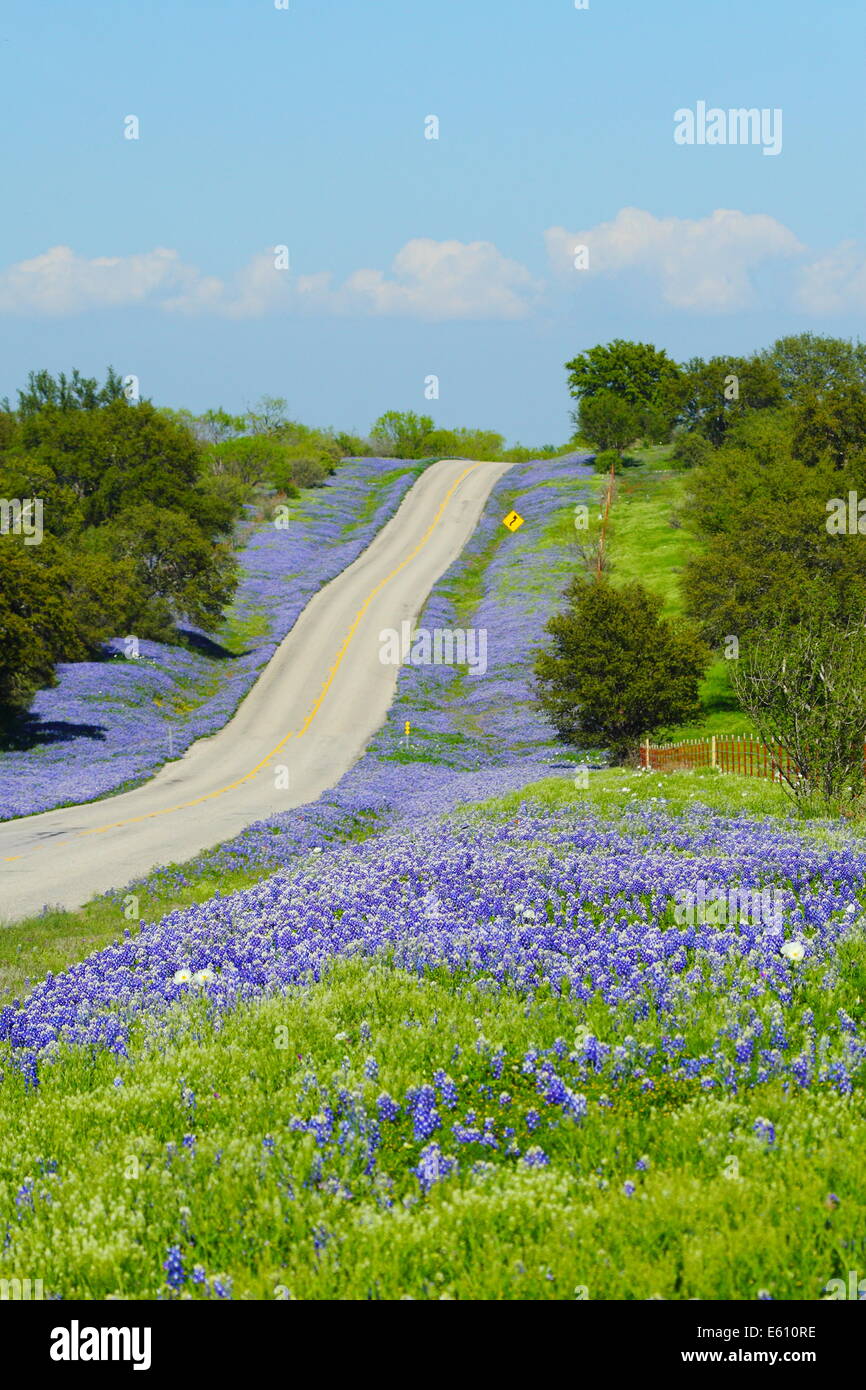 Bluebonnets hi-res stock photography and images - Alamy