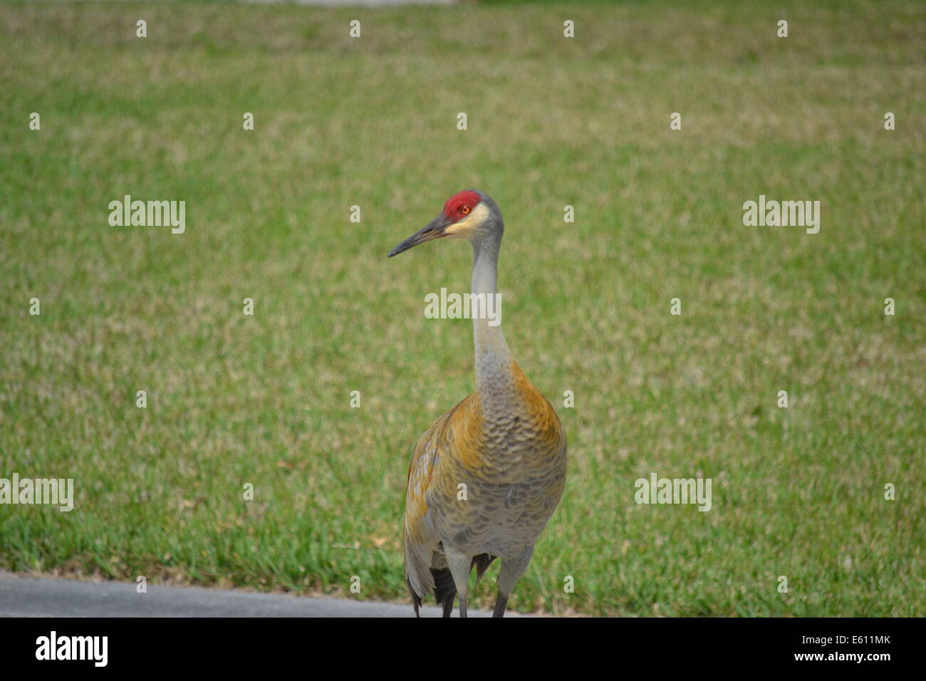 Crane bird hi-res stock photography and images - Alamy