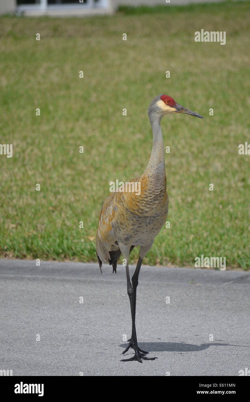 Crane bird hi-res stock photography and images - Alamy