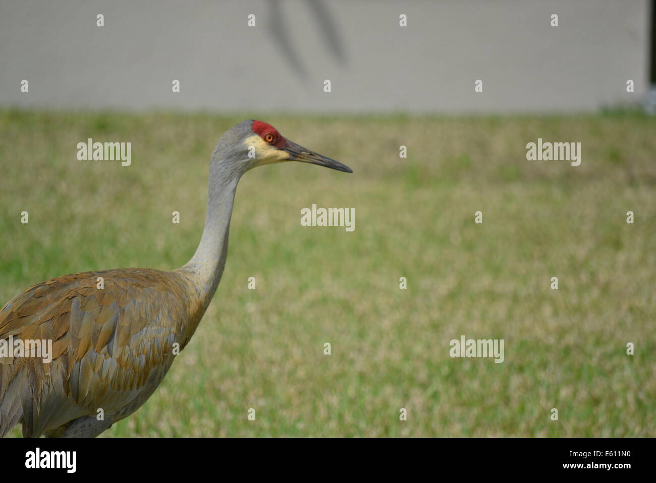 Grulla canadiense hi-res stock photography and images - Alamy
