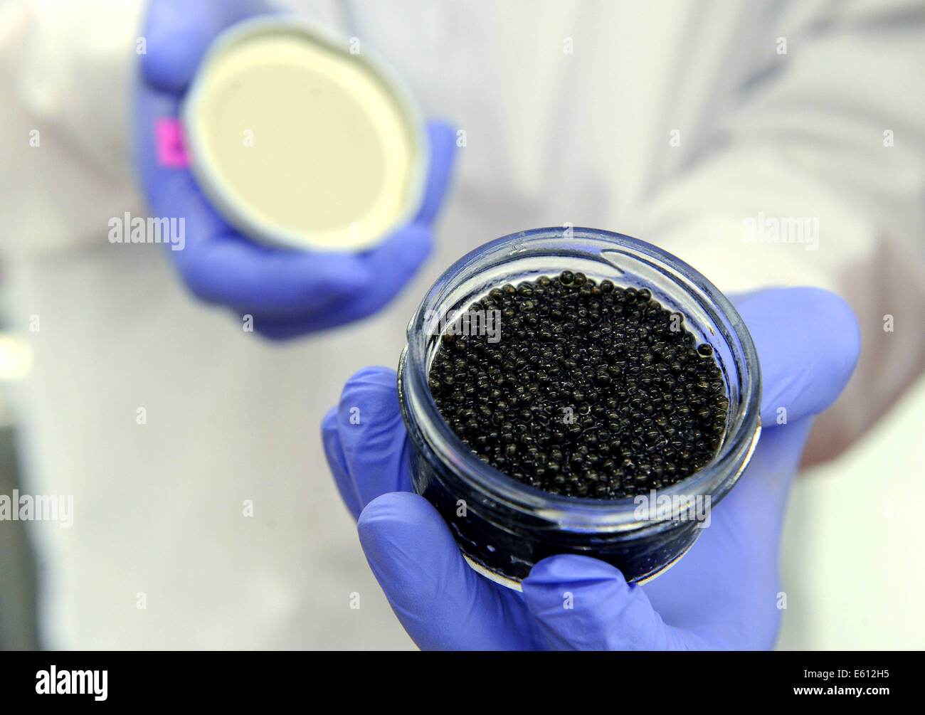 Loxstedt, Germany. 29th July, 2014. An employee of Vivace Correct ...