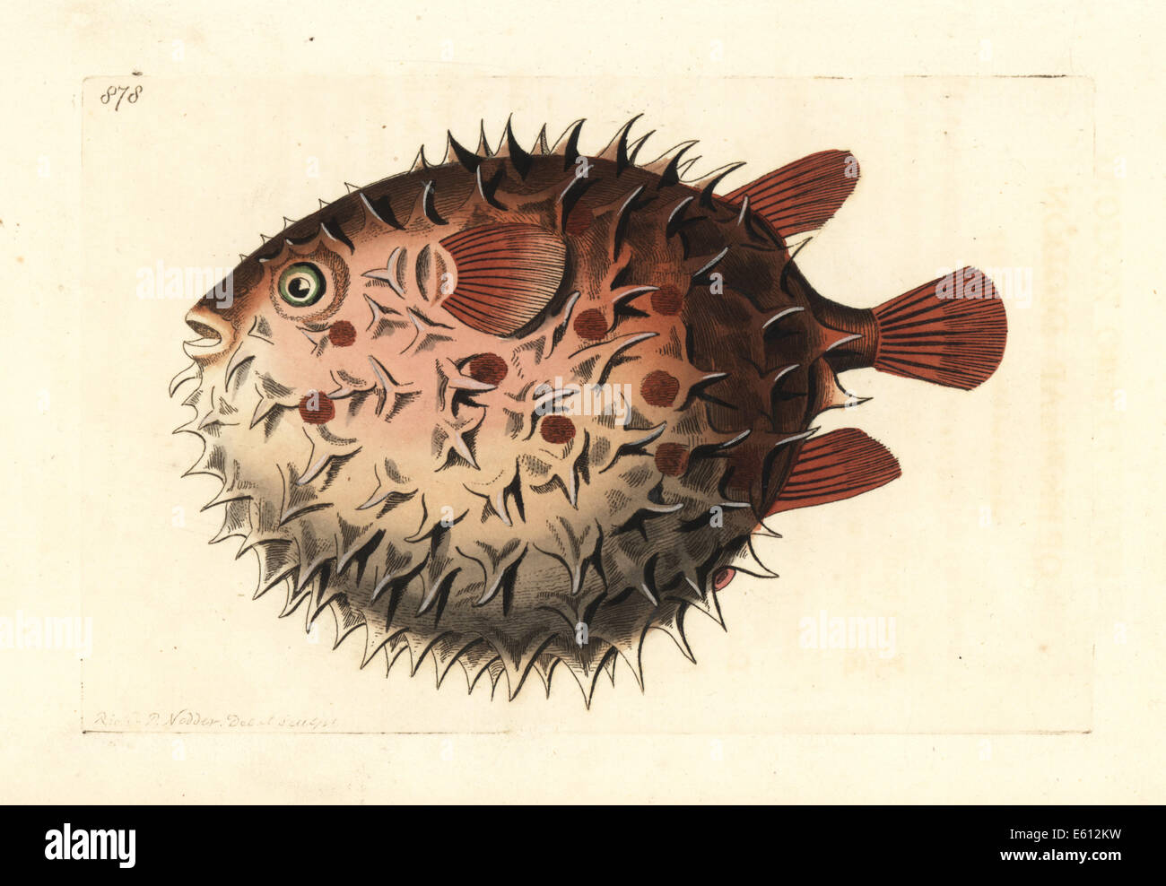 Birdbeak burrfish or prickly bottlefish, Cyclichthys orbicularis Stock ...